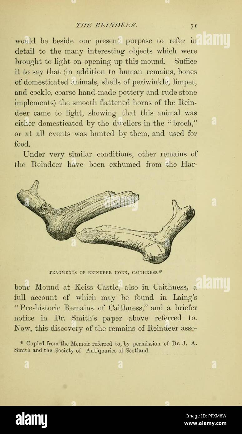 British animals extinct within historic times Stock Photo - Alamy