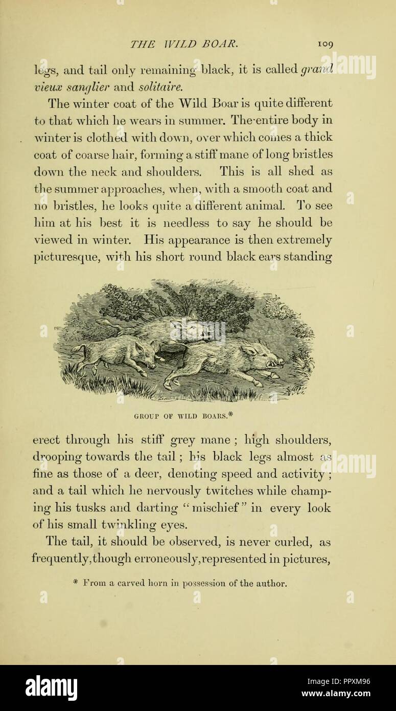 British animals extinct within historic times Stock Photo - Alamy