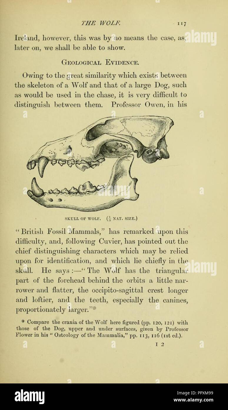 British animals extinct within historic times Stock Photo - Alamy