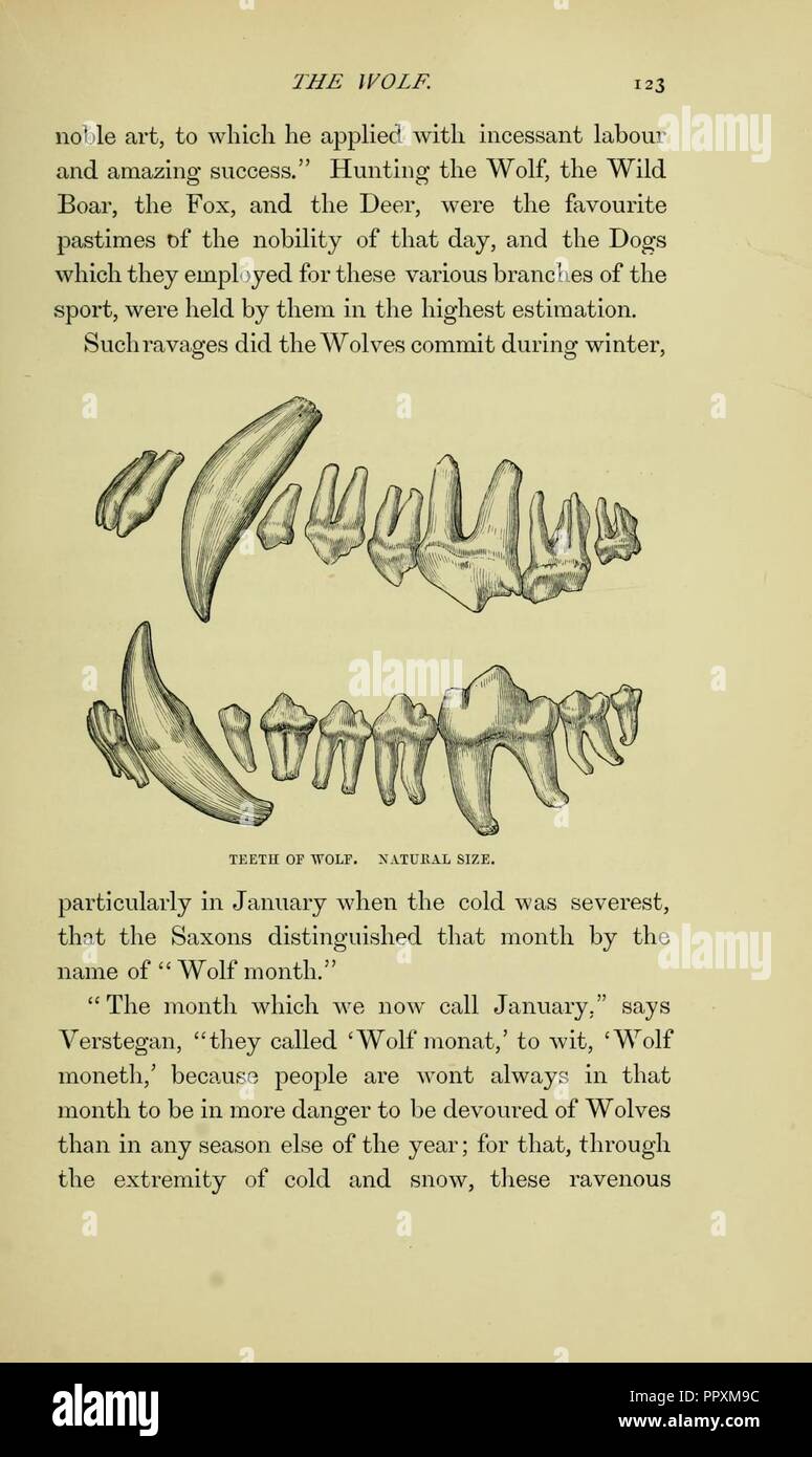 British animals extinct within historic times Stock Photo - Alamy