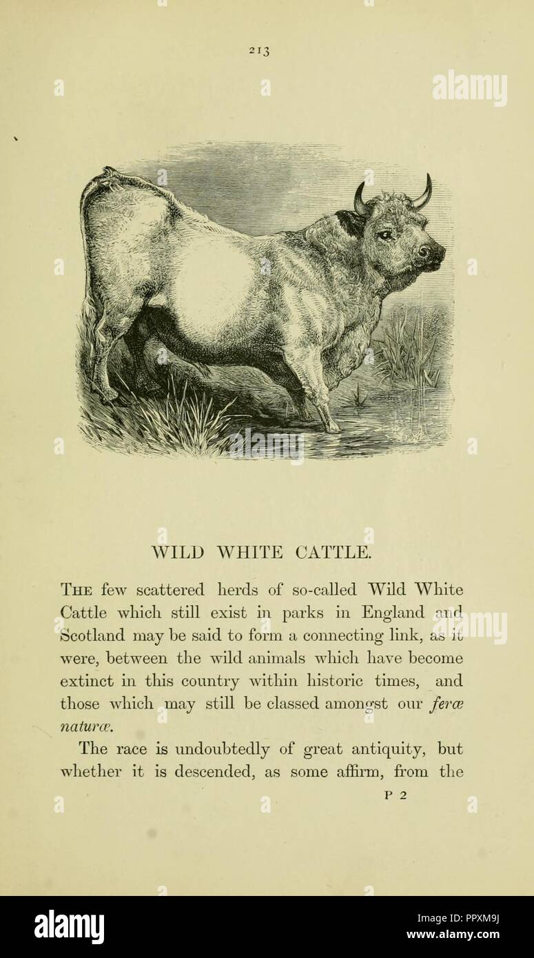 British animals extinct within historic times Stock Photo - Alamy