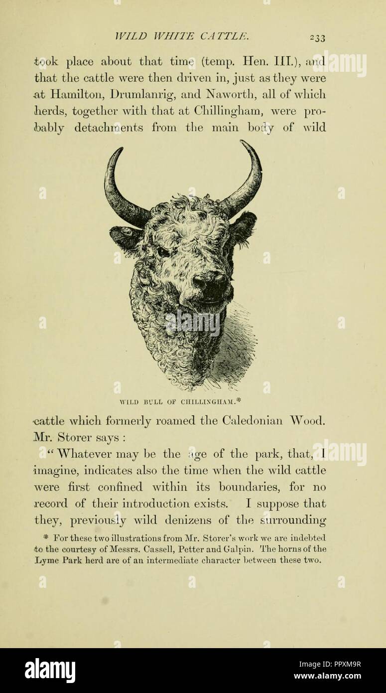 British animals extinct within historic times Stock Photo - Alamy