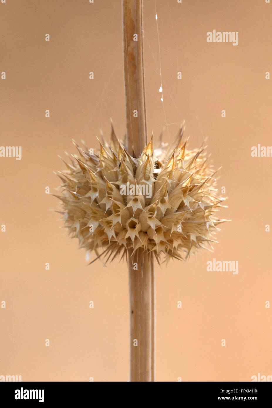 Spikey flower on grass - Nature in Botswana Stock Photo - Alamy