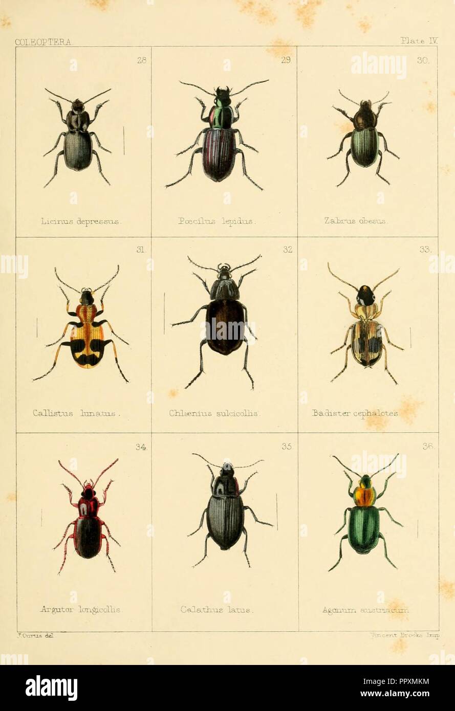 British beetles (Plate IV Stock Photo - Alamy