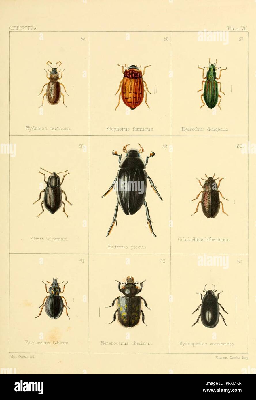 British beetles (Plate VII Stock Photo - Alamy