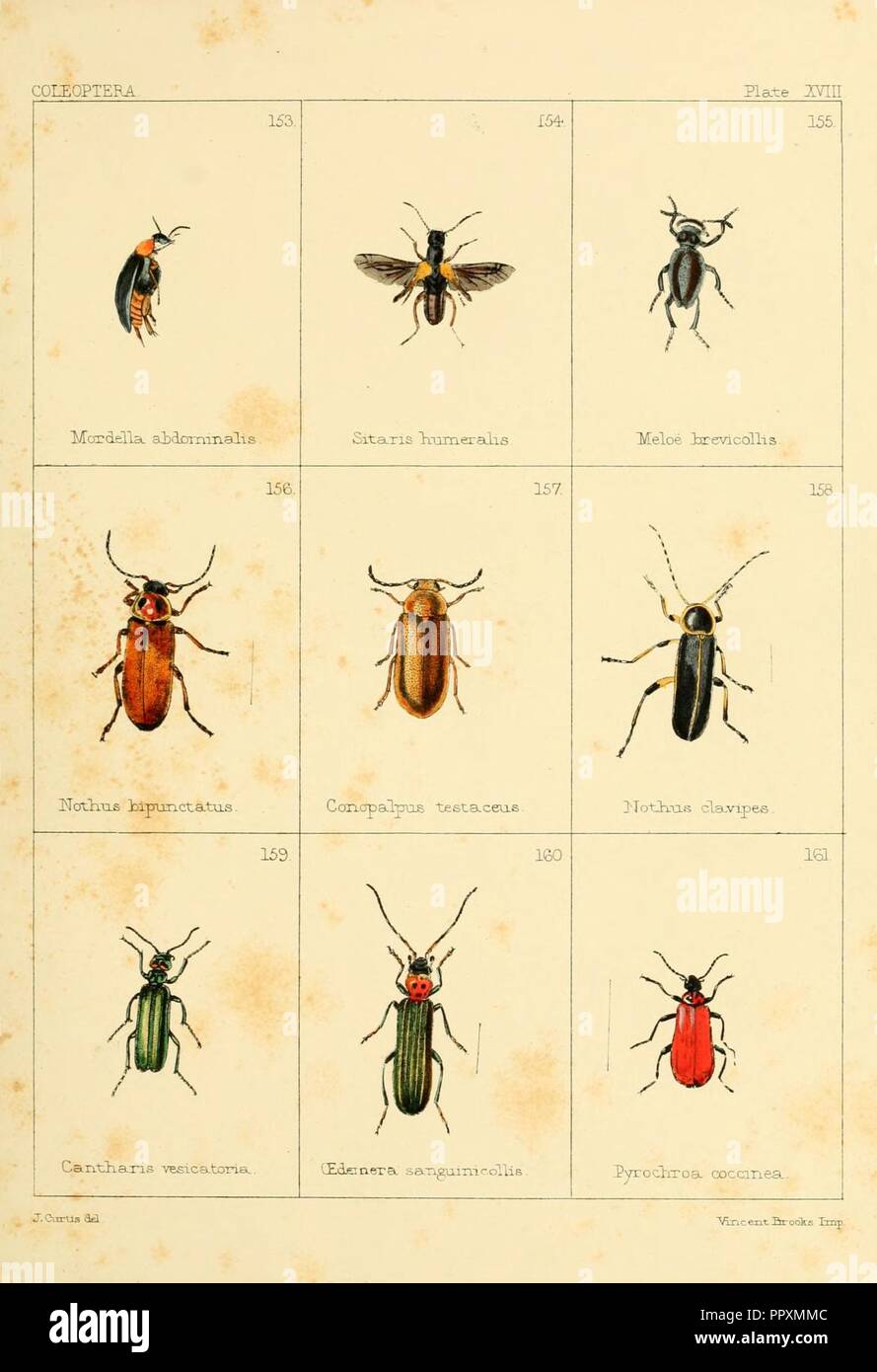 British beetles (Plate XVIII Stock Photo - Alamy