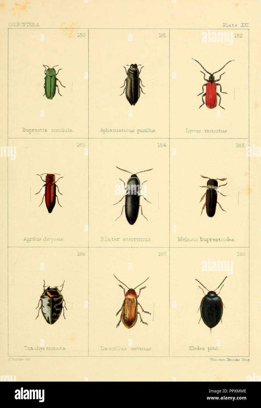 British beetles (Plate XXI Stock Photo - Alamy