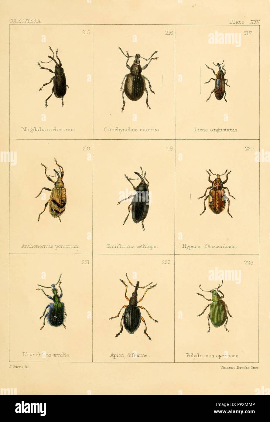 British beetles (Plate XXV Stock Photo - Alamy