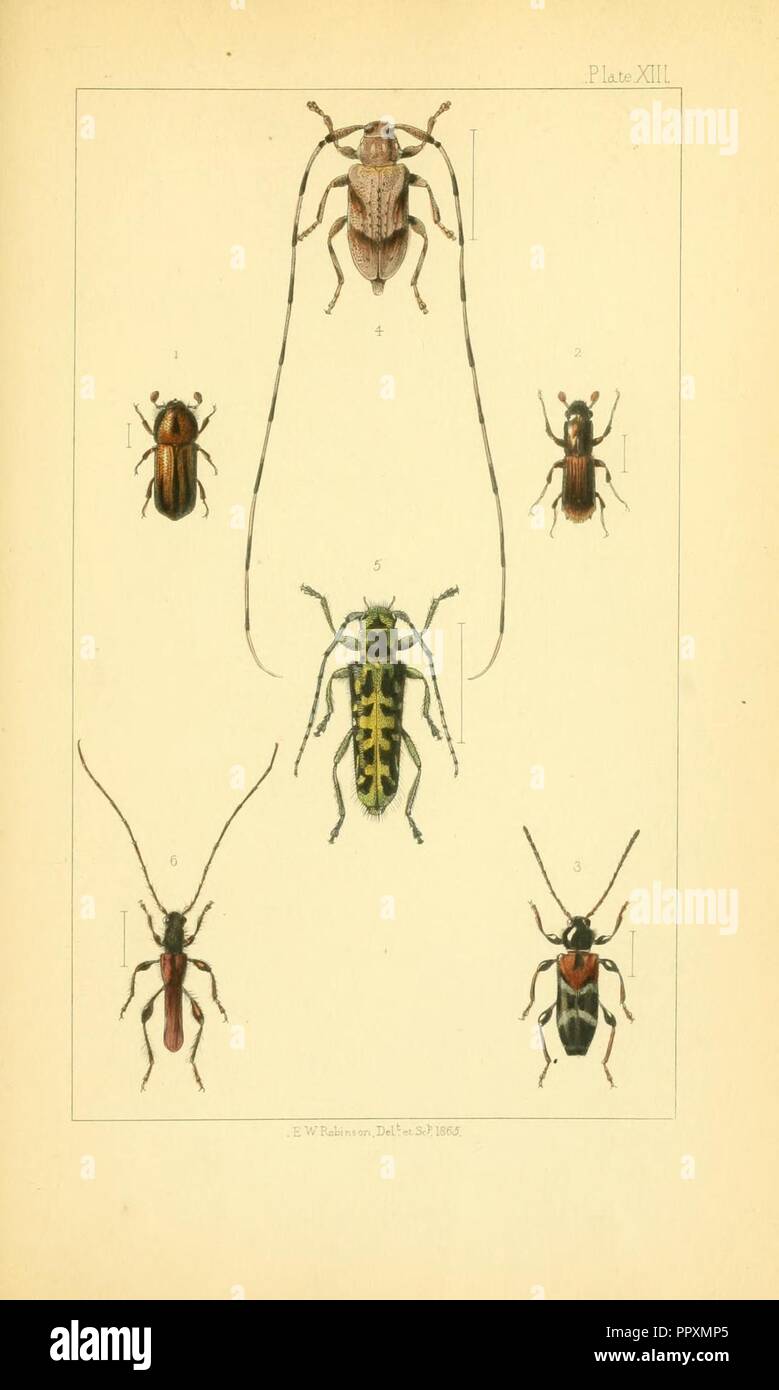 British beetles- an introduction to the study of our indigenous ...