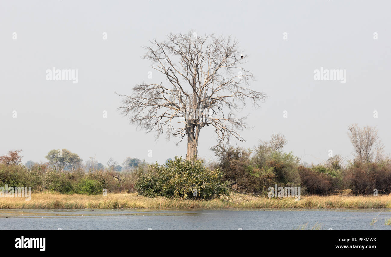 Large tree with an African Fish Eagle (Haliaeetus vocife) - Namibia ...