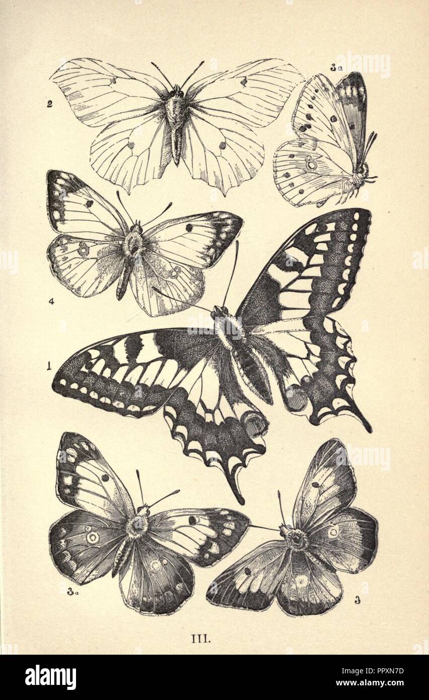 British butterflies, figures and descriptions of every native species ...