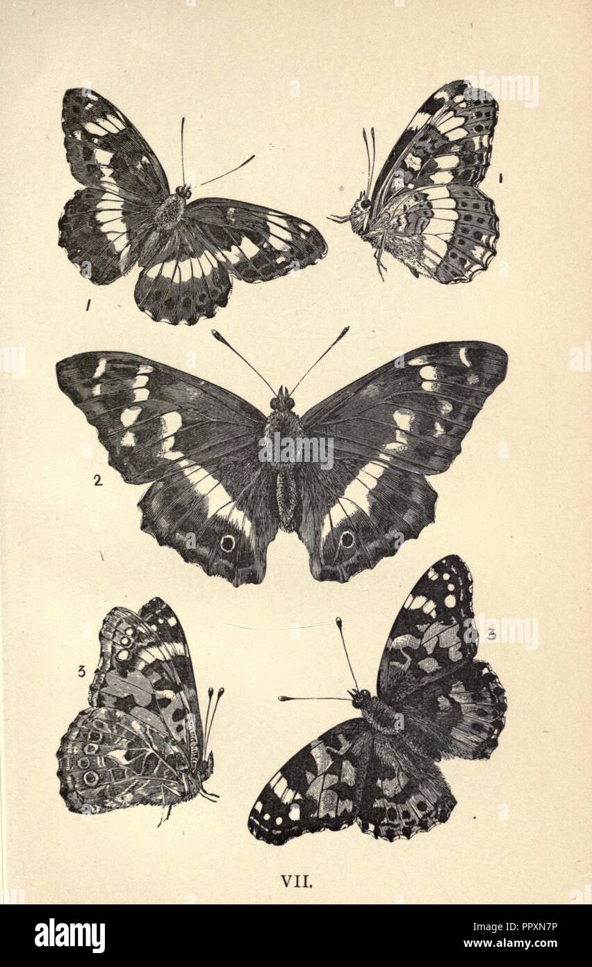 British butterflies, figures and descriptions of every native species ...