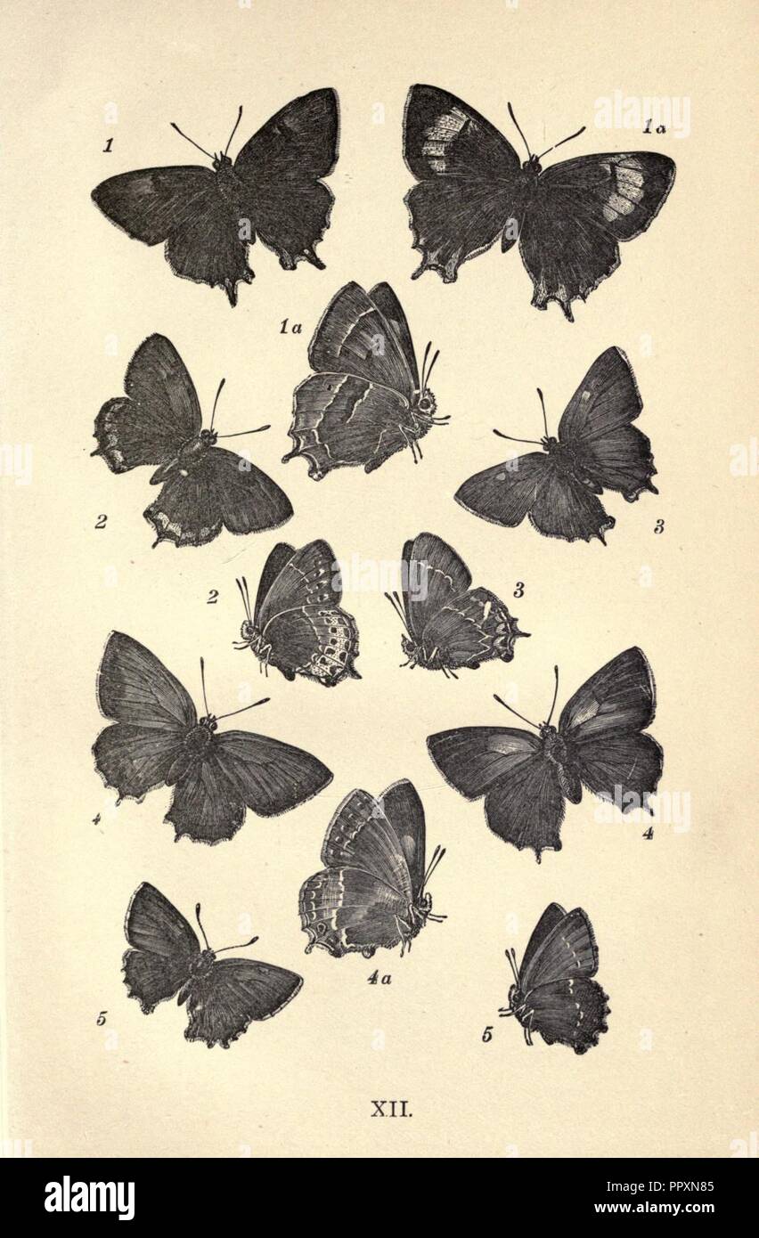 British butterflies, figures and descriptions of every native species ...