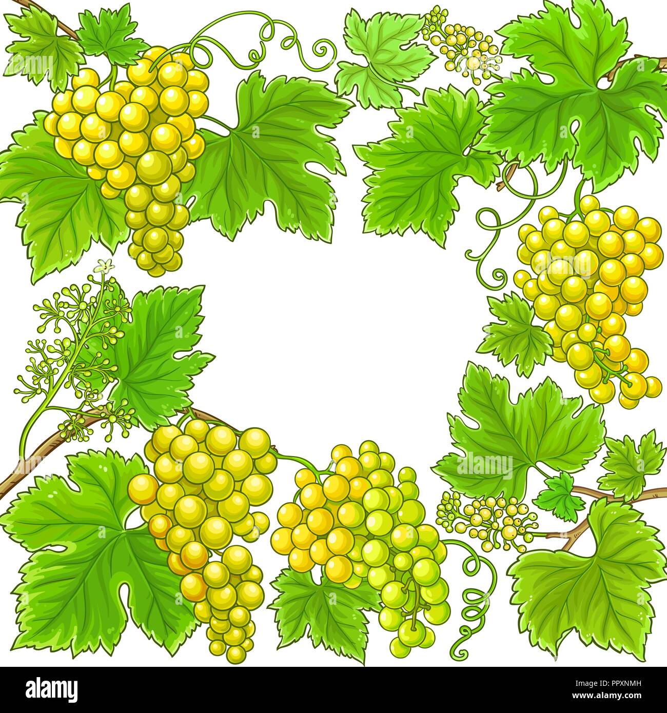 grapes vector frame on white background Stock Vector Image & Art - Alamy