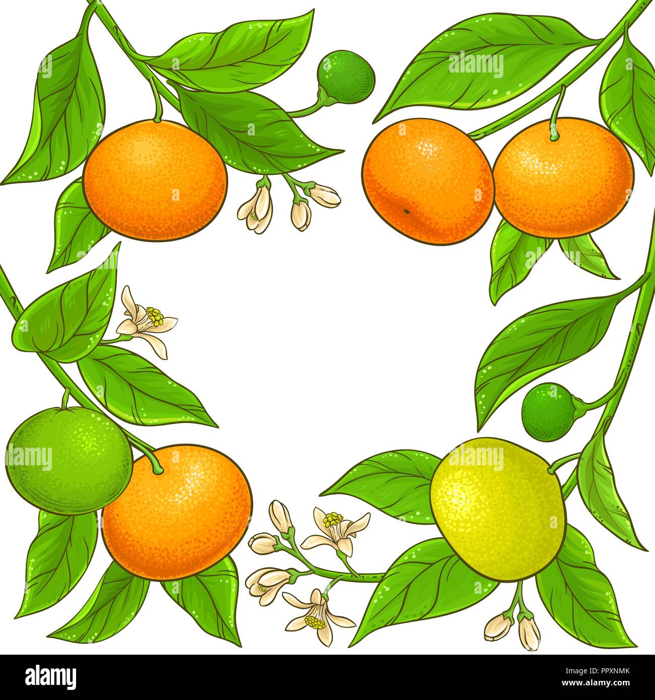 mandarin vector frame on white background Stock Vector Image & Art - Alamy