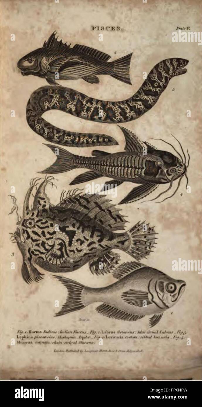 British encyclopaedia hi-res stock photography and images - Alamy