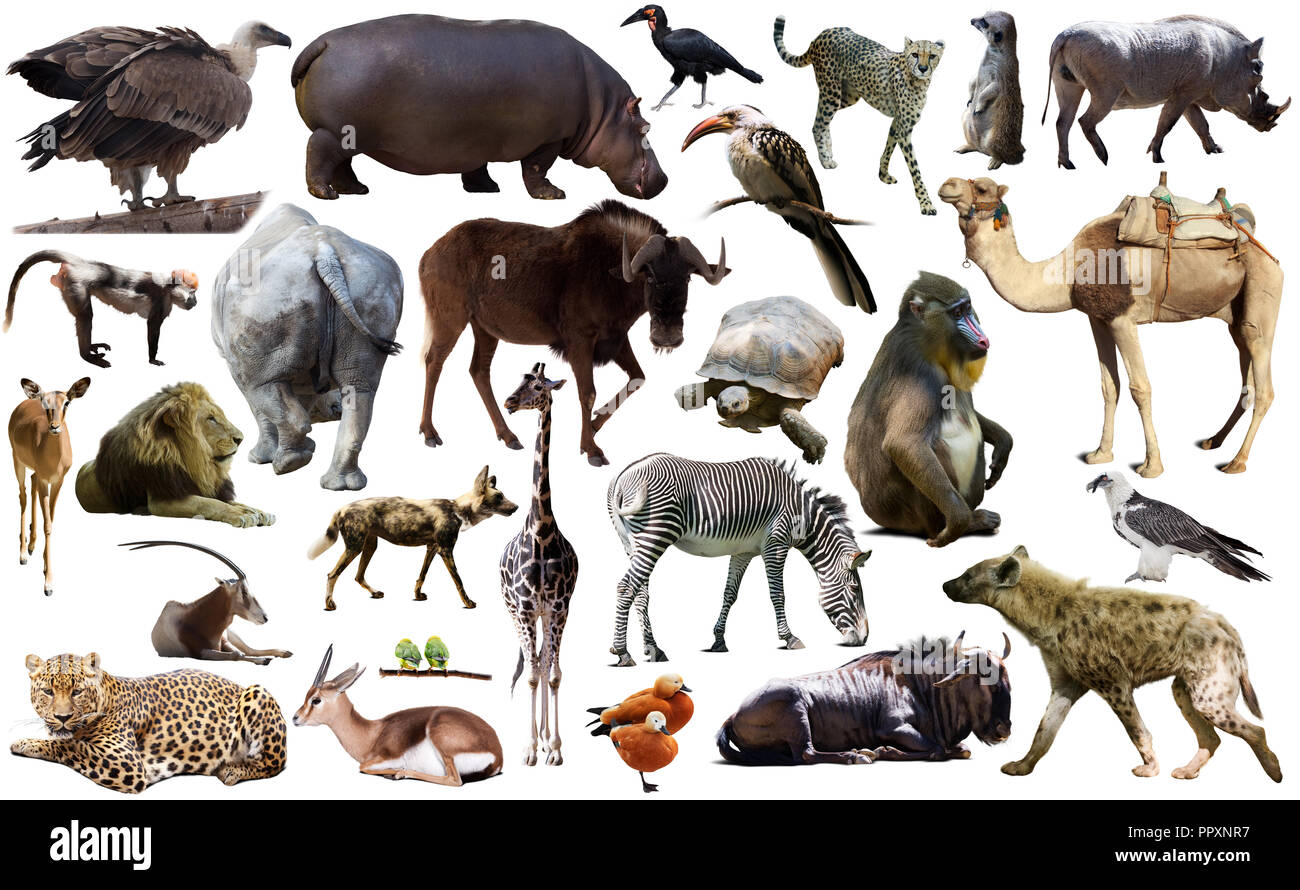 Set of different African animals isolated over white Stock Photo - Alamy