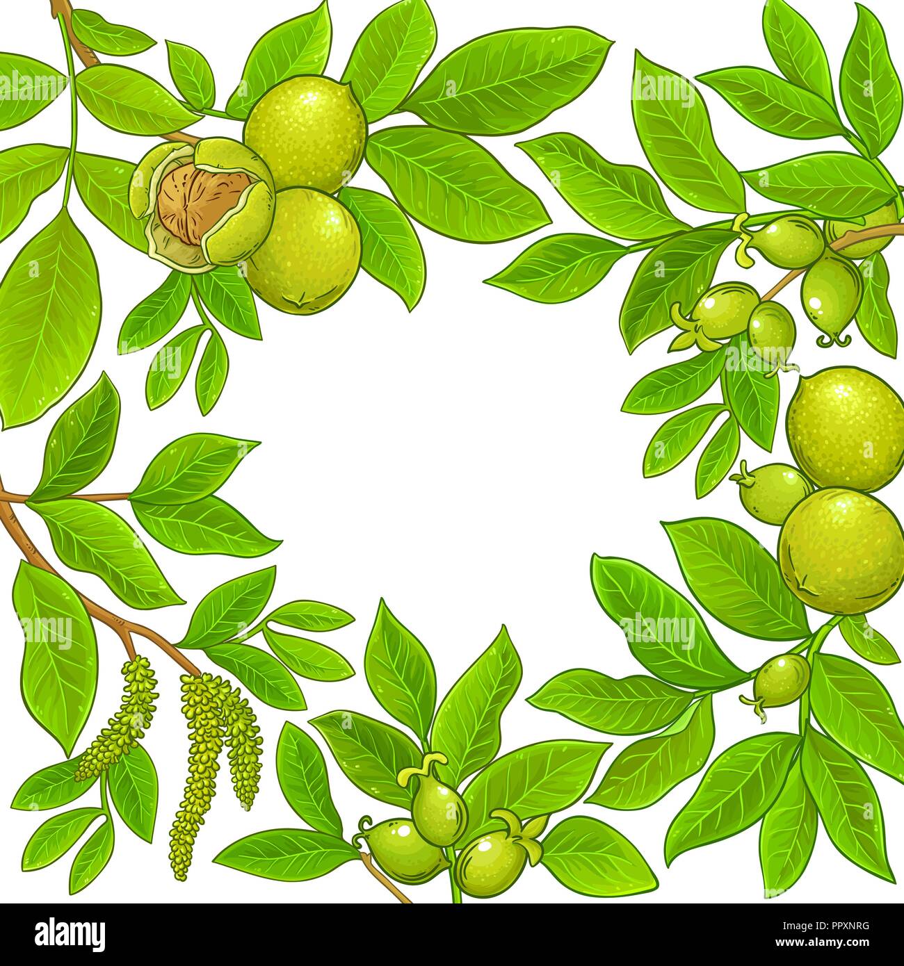 walnut vector frame on white background Stock Vector Image & Art - Alamy