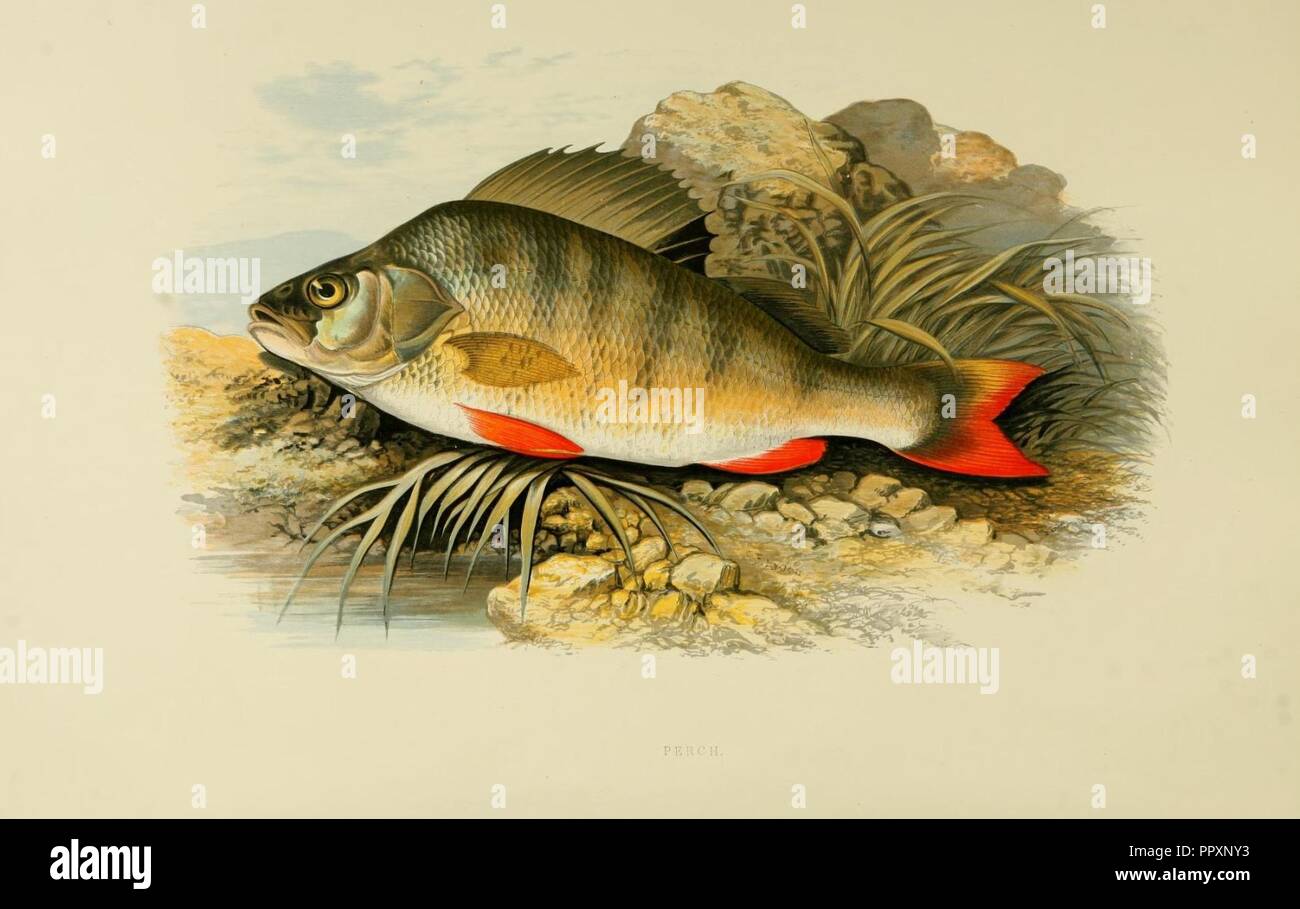 British fresh water fishes (Page ii Stock Photo - Alamy