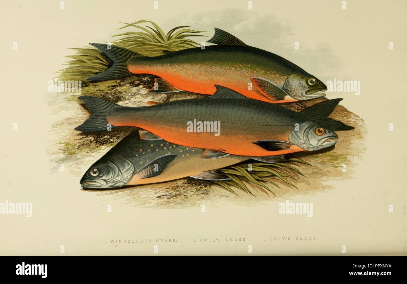 British Fresh Water Fishes Stock Photos & British Fresh Water Fishes ...