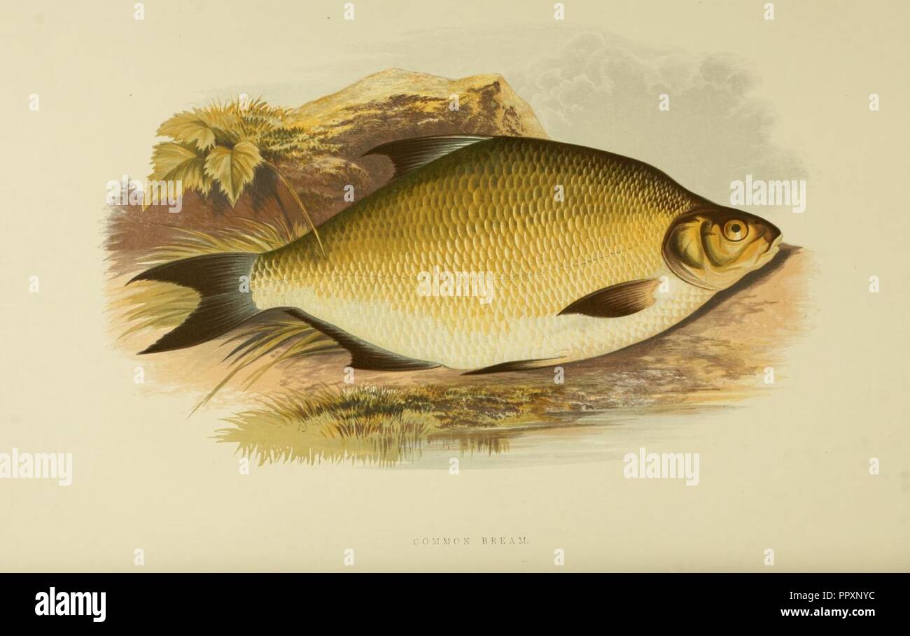 British fresh water fishes (Plate- Common Bream Stock Photo - Alamy