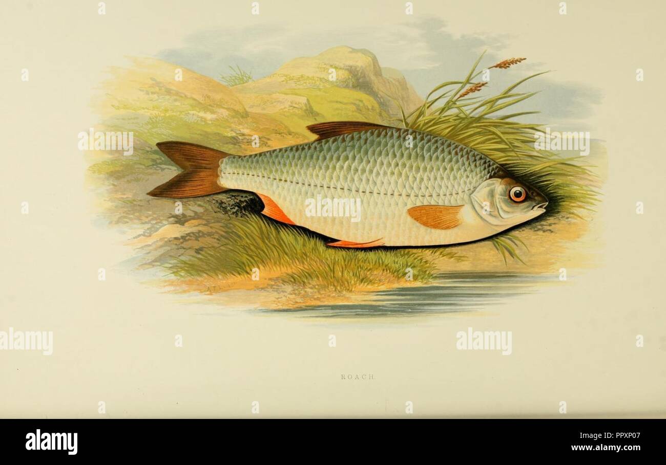 British fresh water fishes (Plate- Roach Stock Photo - Alamy