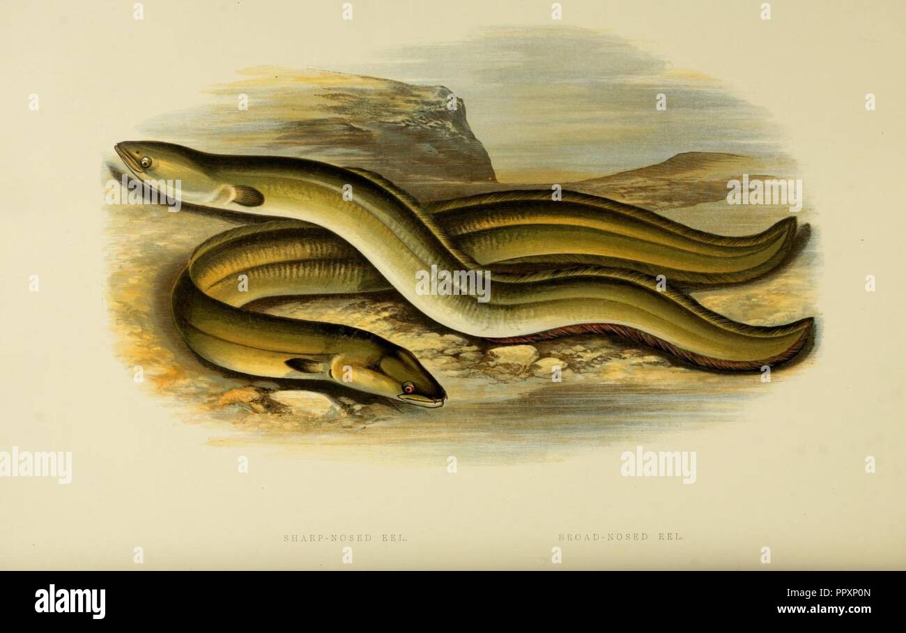 British fresh water fishes (Plate- Sharp-nosed and broad-nosed eels ...