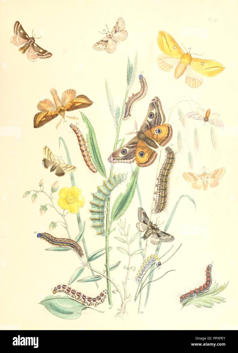 British moths and their transformations (Pl. 10 Stock Photo - Alamy