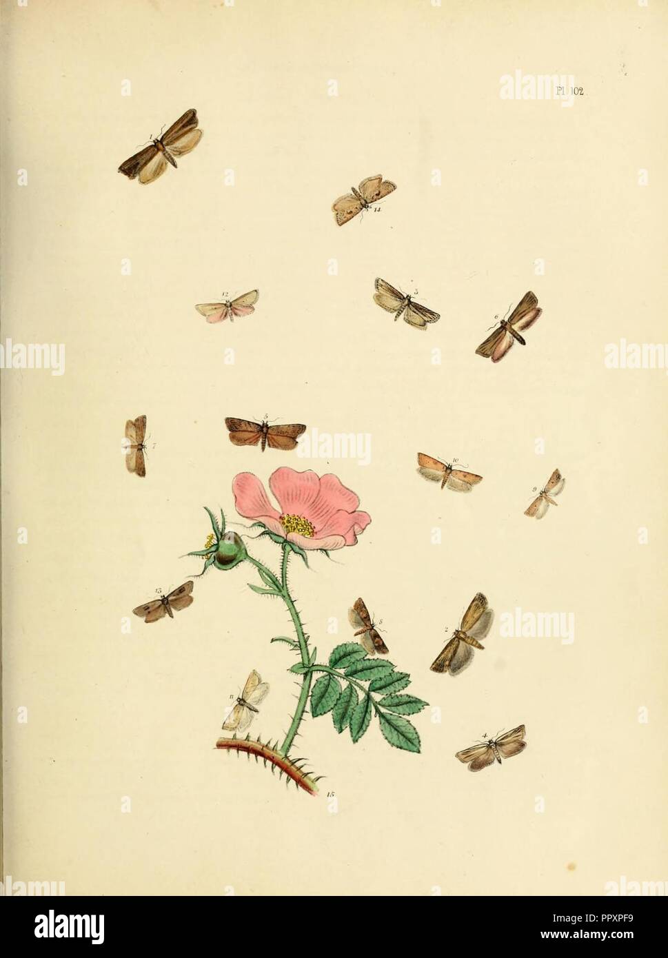 British moths and their transformations (Pl. 102 Stock Photo - Alamy