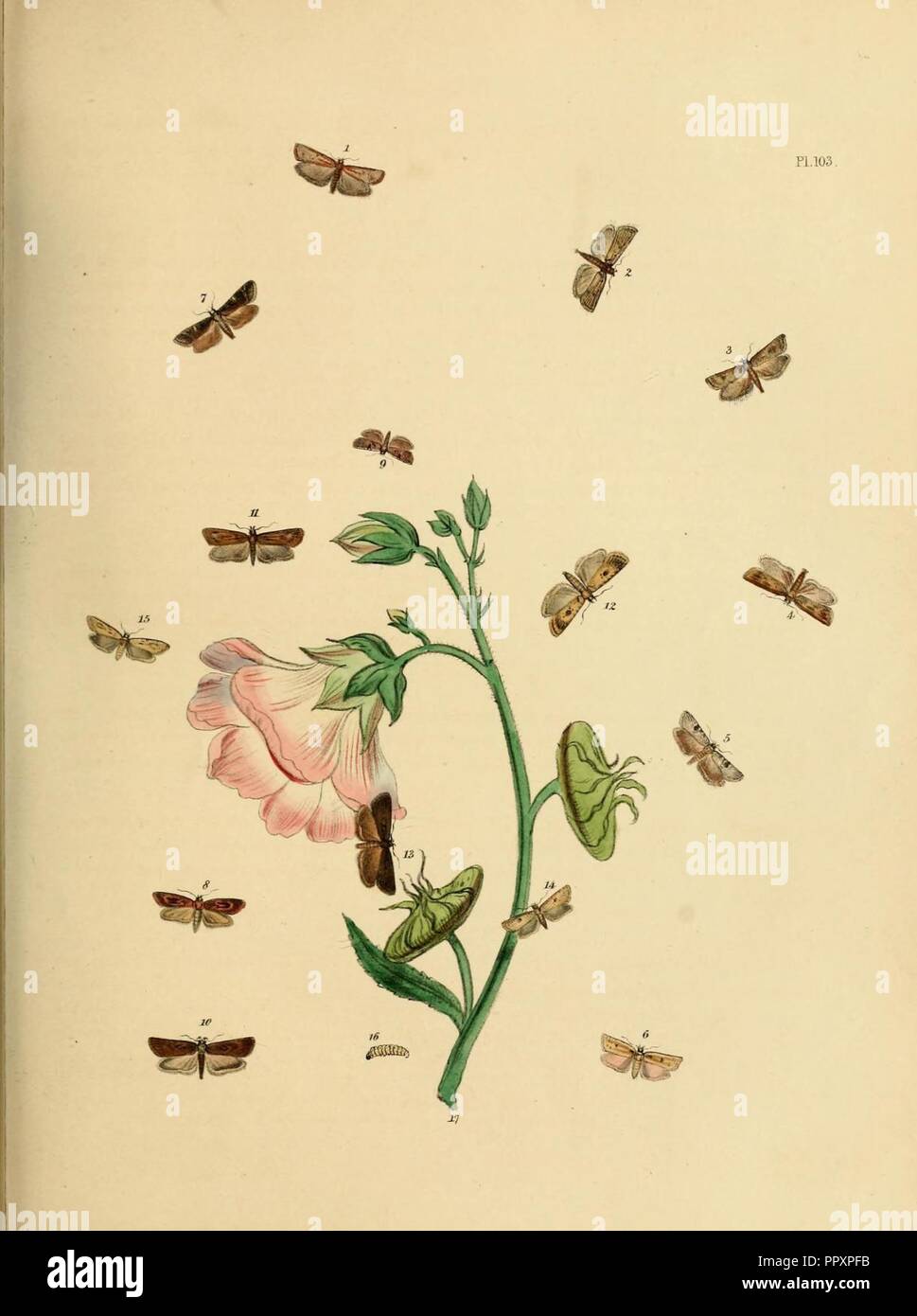 British moths and their transformations (Pl. 103 Stock Photo - Alamy