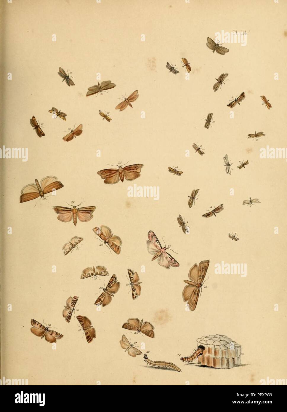 British moths and their transformations (Pl. 114 Stock Photo - Alamy