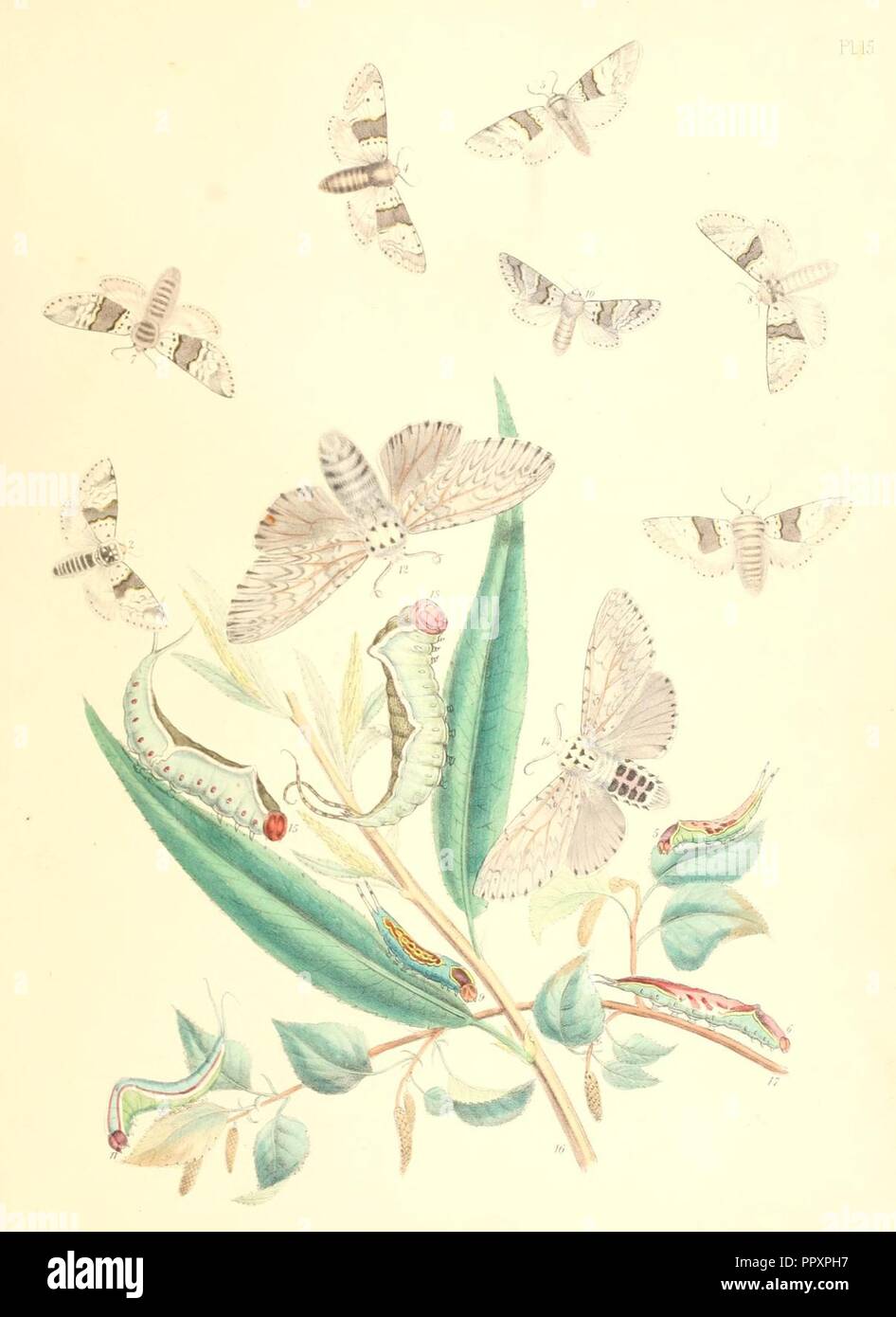 British moths and their transformations (Pl. 15 Stock Photo - Alamy