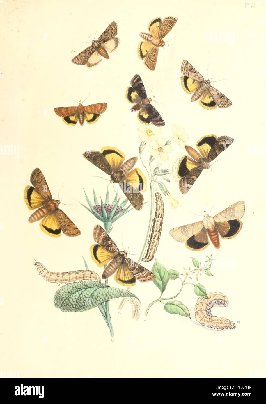 British moths and their transformations (Pl. 21 Stock Photo - Alamy