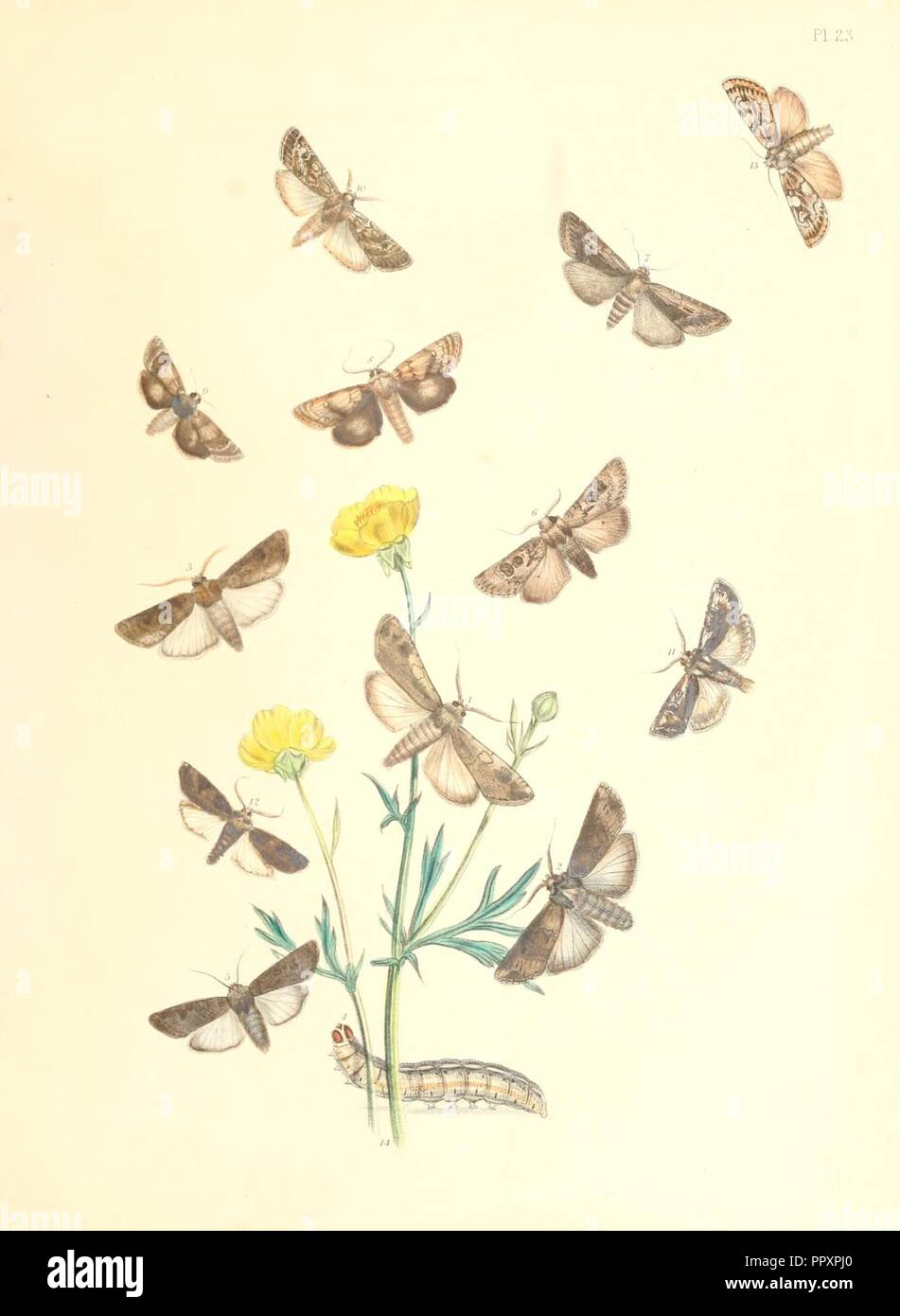 British moths and their transformations (Pl. 23 Stock Photo - Alamy