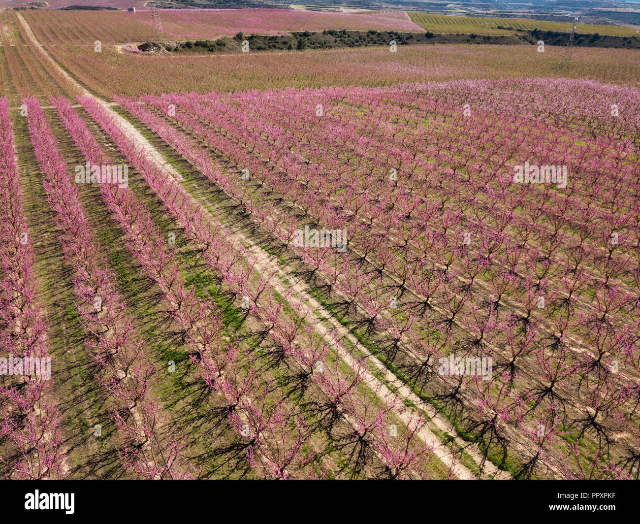 Aerial view peach orchard hi-res stock photography and images - Alamy