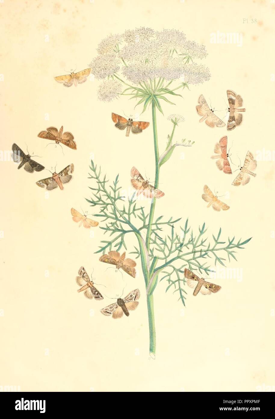 British moths and their transformations (Pl. 38 Stock Photo - Alamy