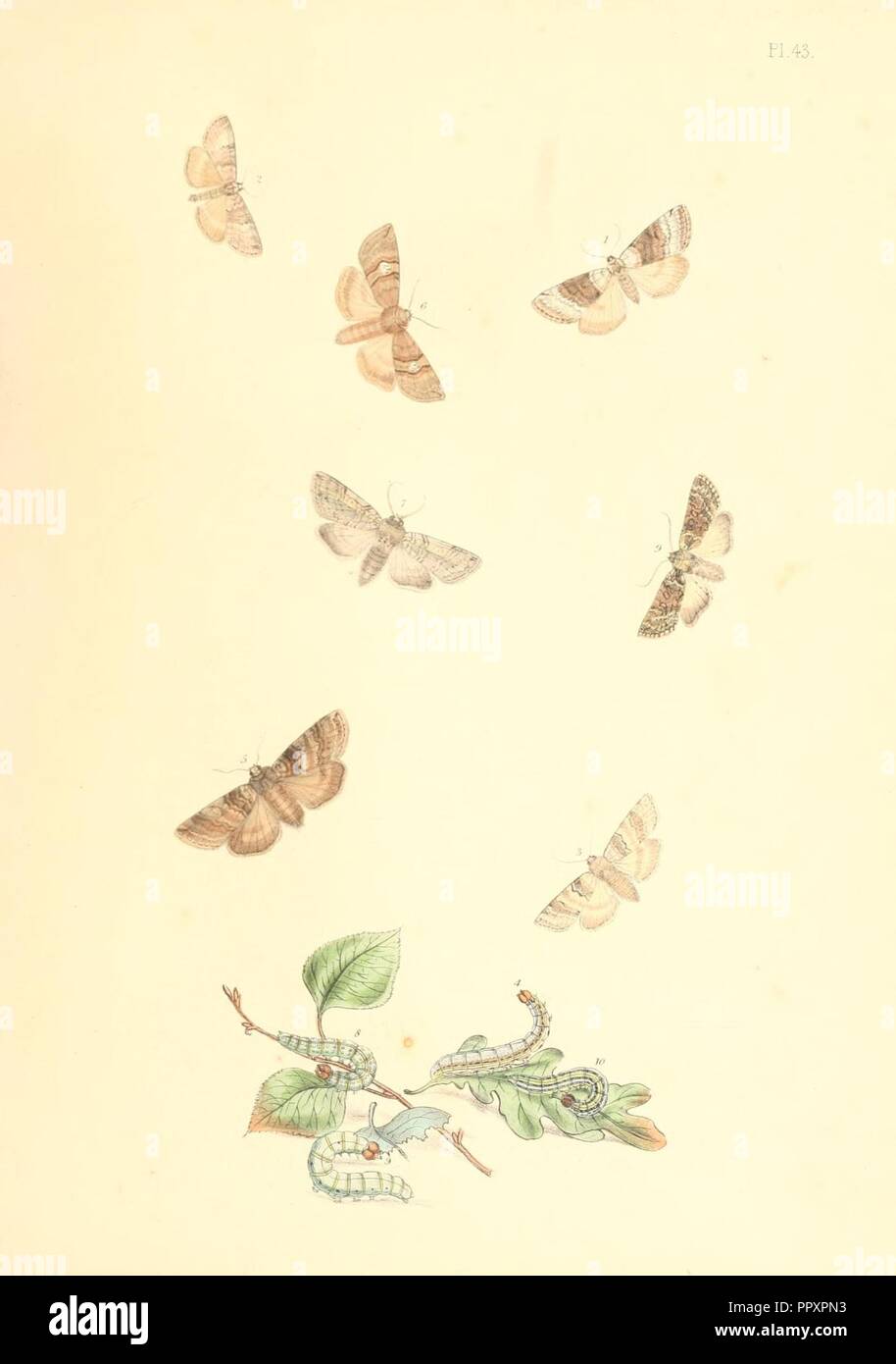 British moths and their transformations (Pl. 43 Stock Photo - Alamy