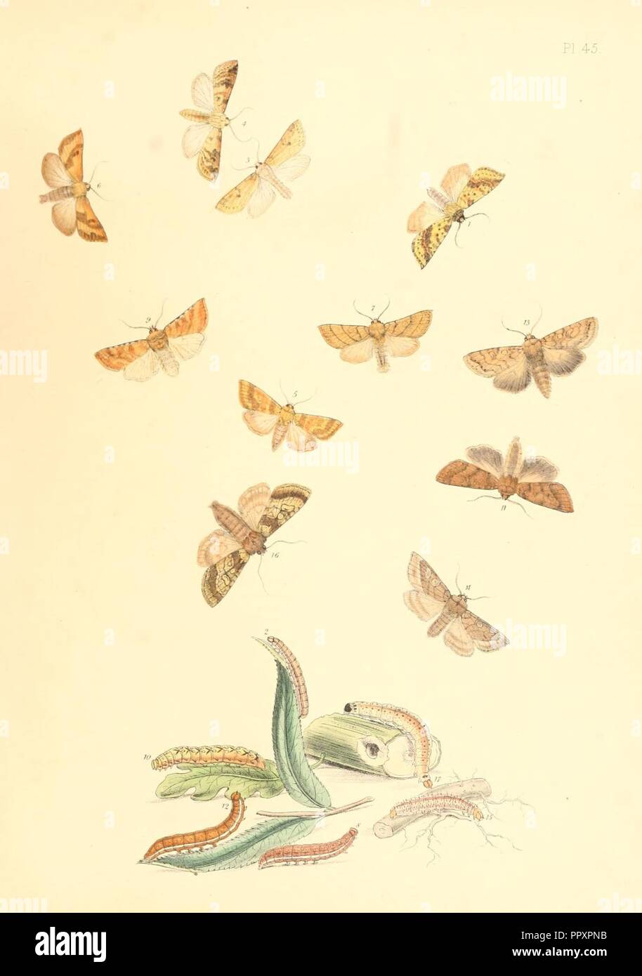 British moths and their transformations (Pl. 45 Stock Photo - Alamy