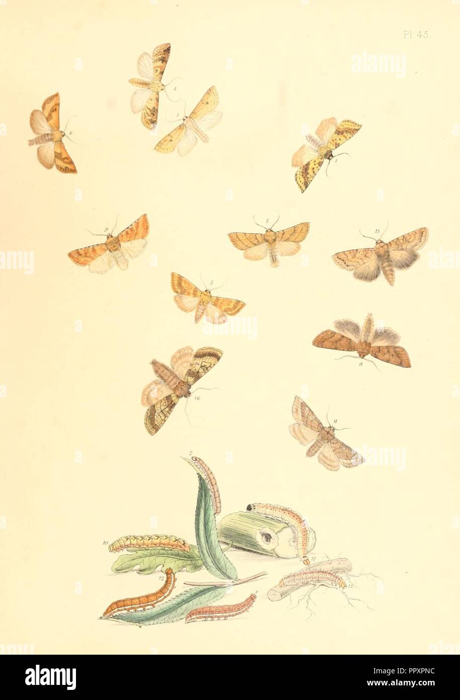 British moths and their transformations (Pl. 45 Stock Photo - Alamy