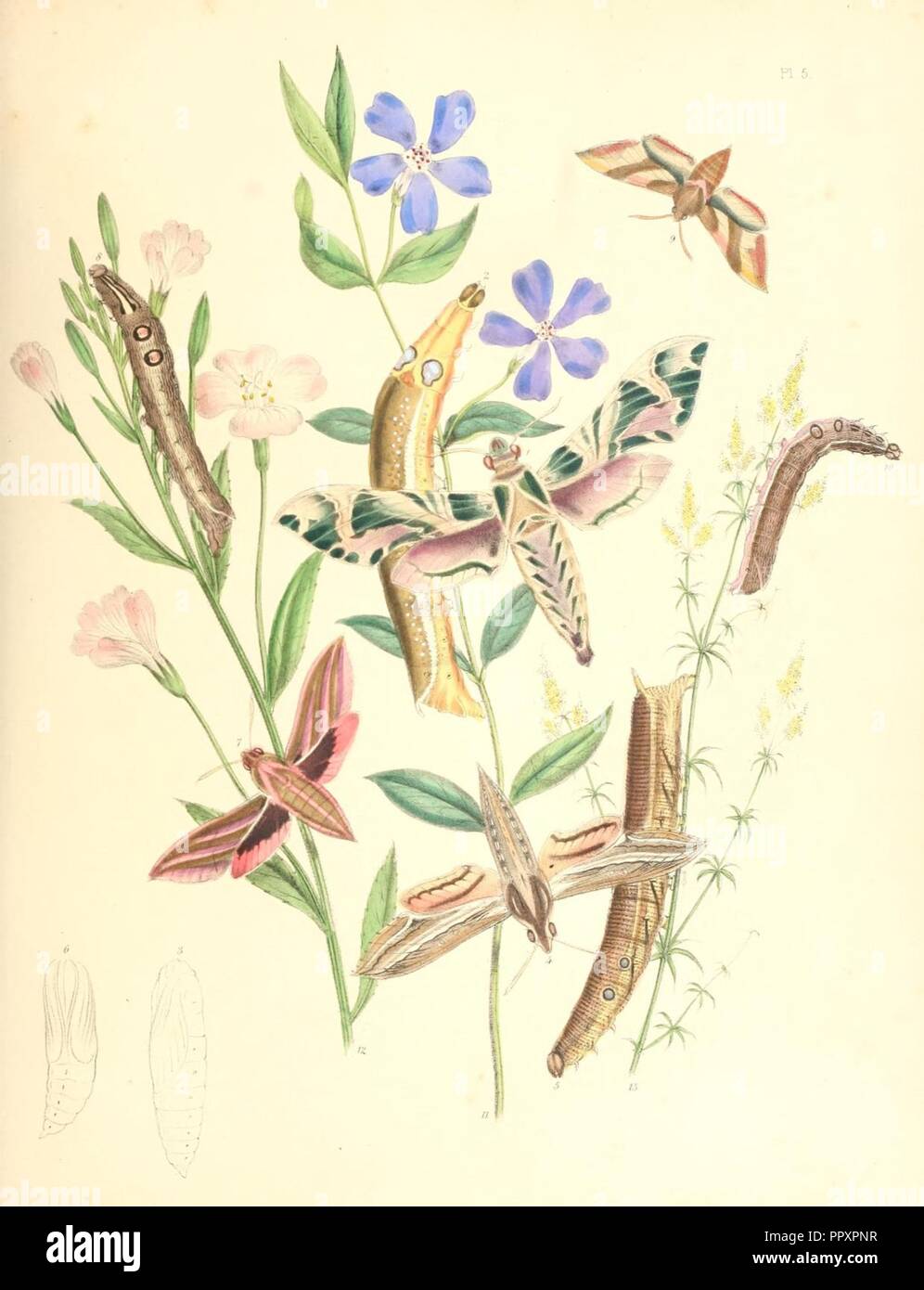 British moths and their transformations (Pl. 5 Stock Photo - Alamy