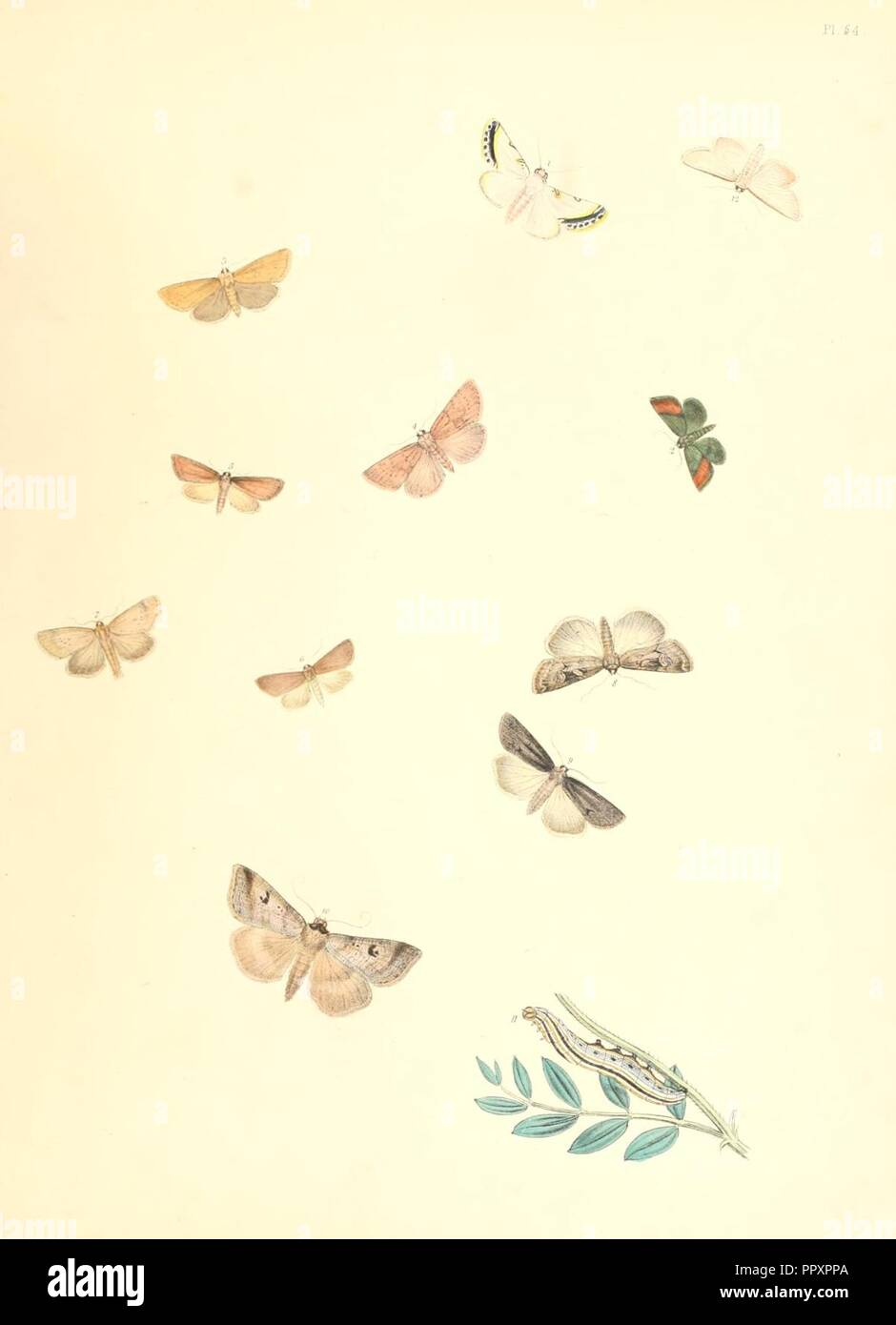 British moths and their transformations (Pl. 54 Stock Photo - Alamy