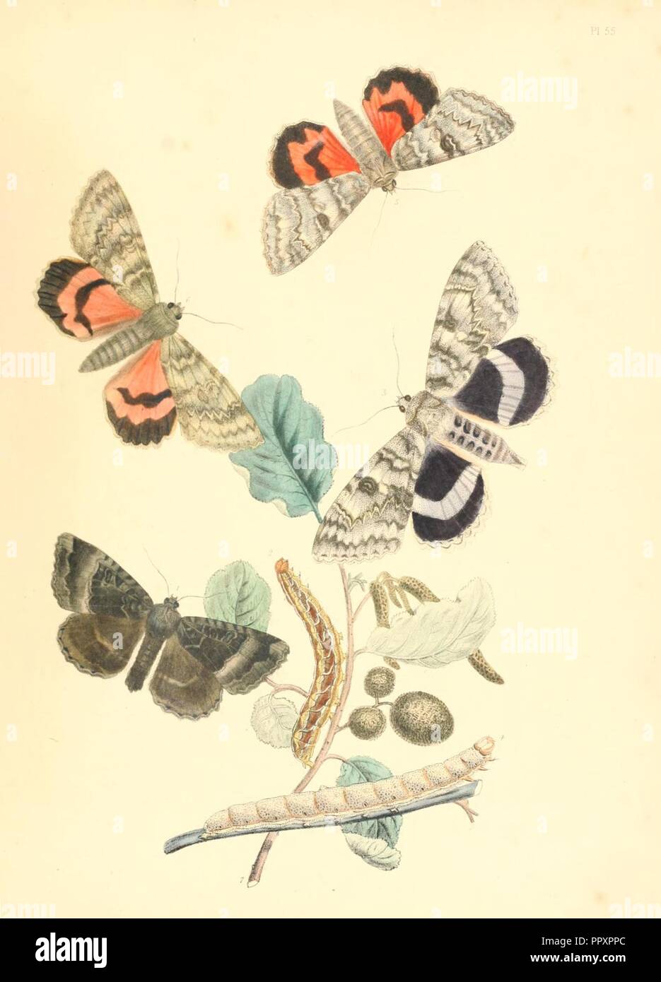 British moths and their transformations (Pl. 55 Stock Photo - Alamy