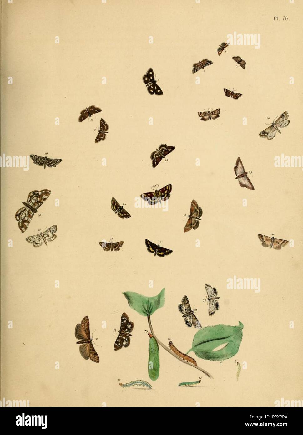 British moths and their transformations (Pl. 76 Stock Photo - Alamy
