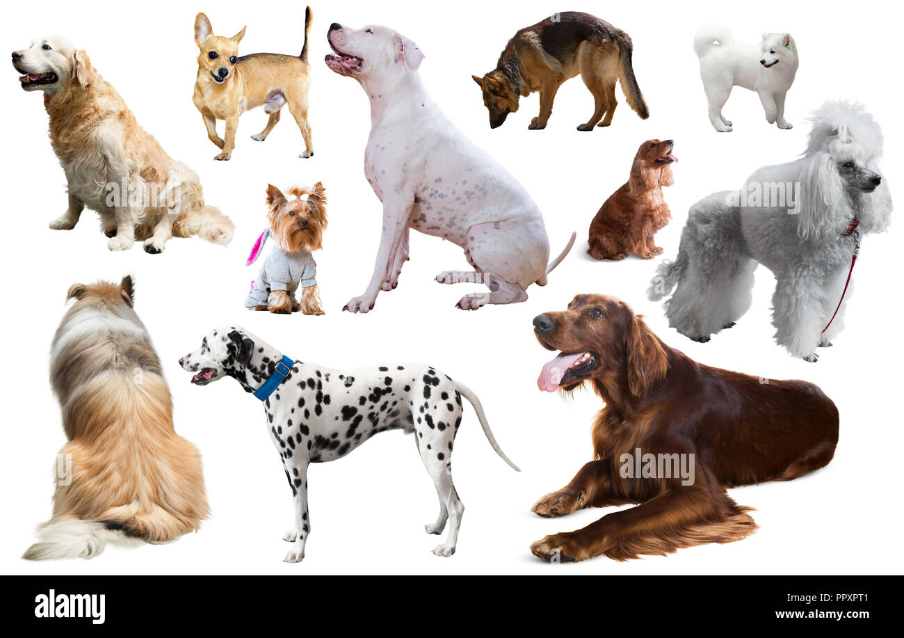 Collection of various dog breeds isolated on white Stock Photo - Alamy