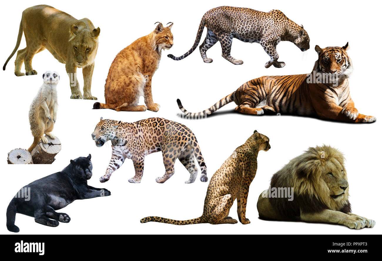 Set of wild mammals isolated over white background, mainly Felidae ...