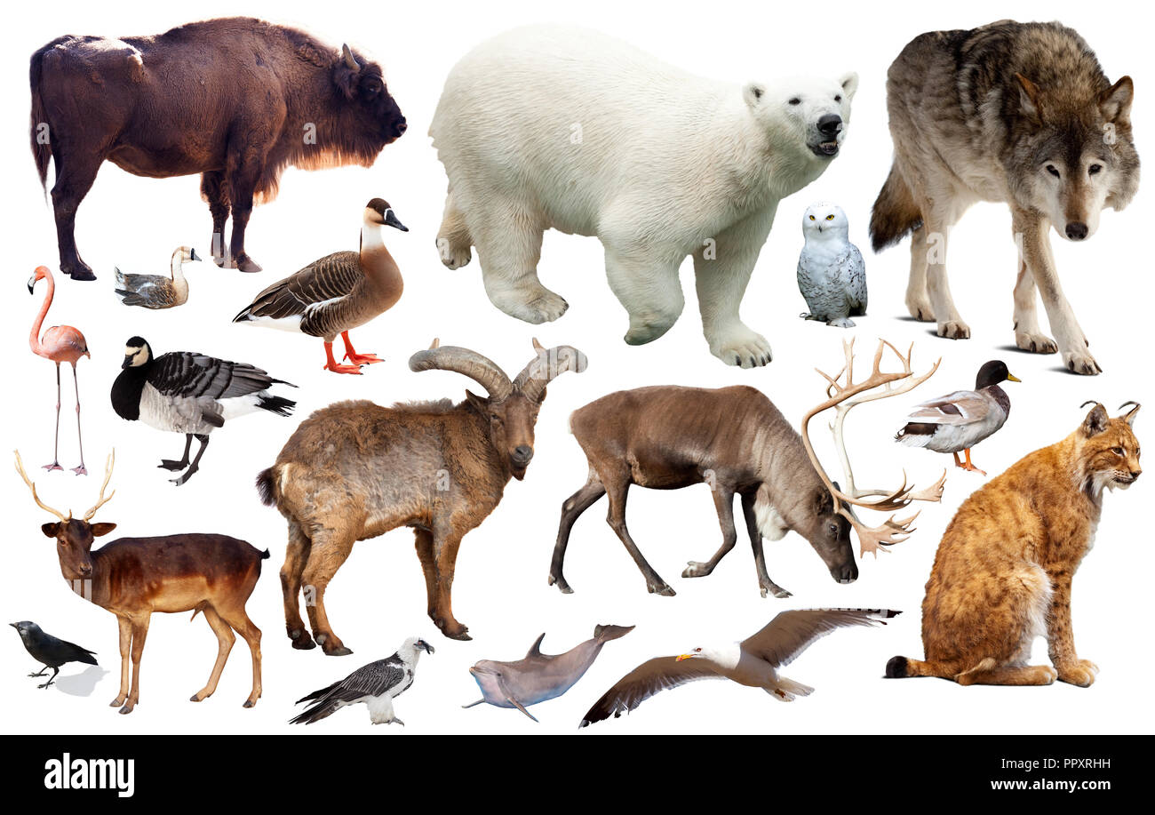 Set of bear and other european animals. Isolated on white background ...