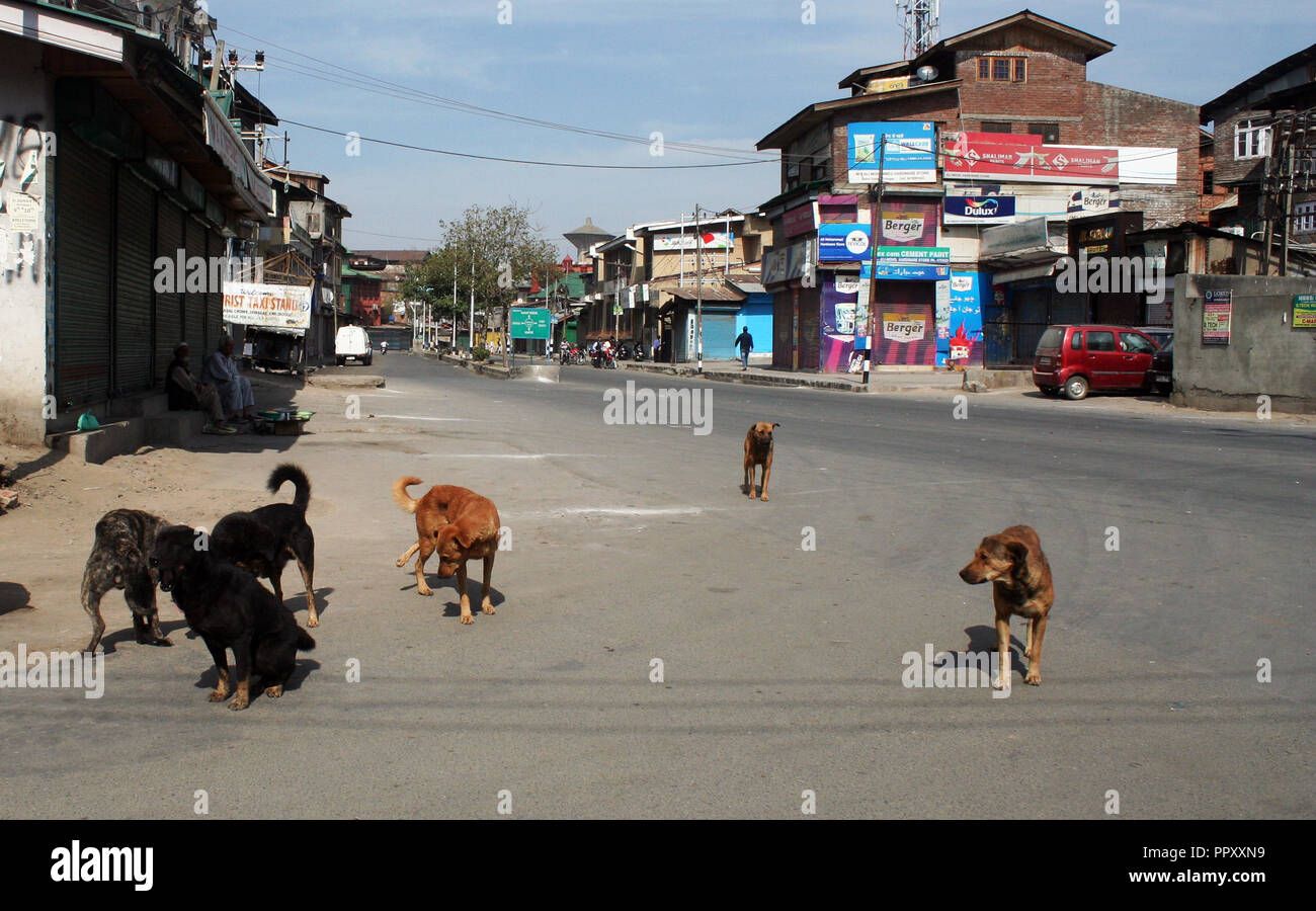 Srinagar, Kashmir. 28th Sept 2018. Stray dogs walks streets , during ...