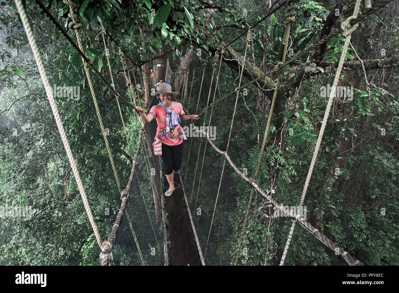 People walking on Poring treetop canopy walkway, Sabah, Borneo ...