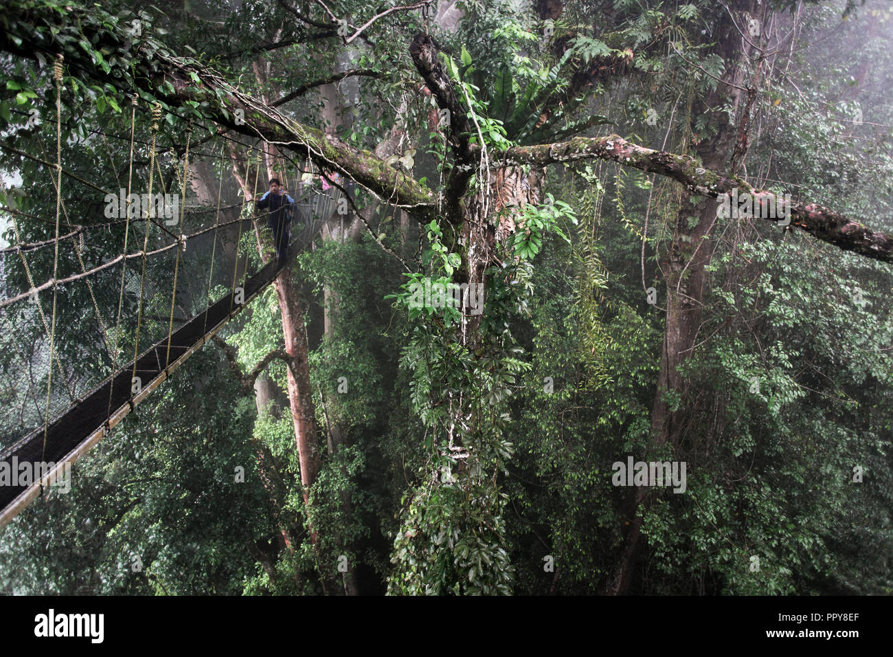 People walking on Poring treetop canopy walkway, Sabah, Borneo ...