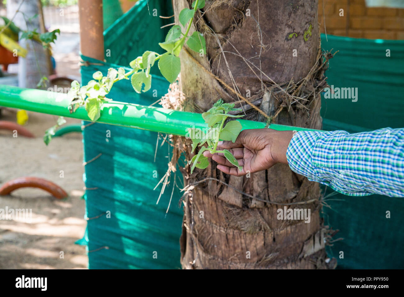 Unusual flower pot bed in the garden. A flower bed out of old plastic ...